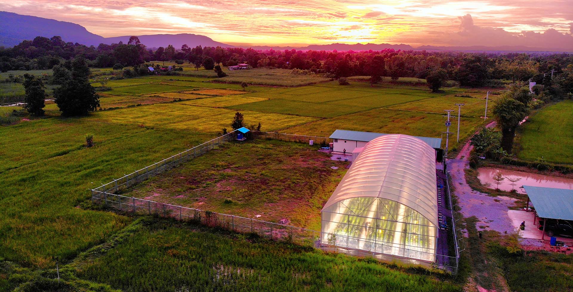 Dedicated Medical Cannabis Farm - Cbweedy Organic Farm
